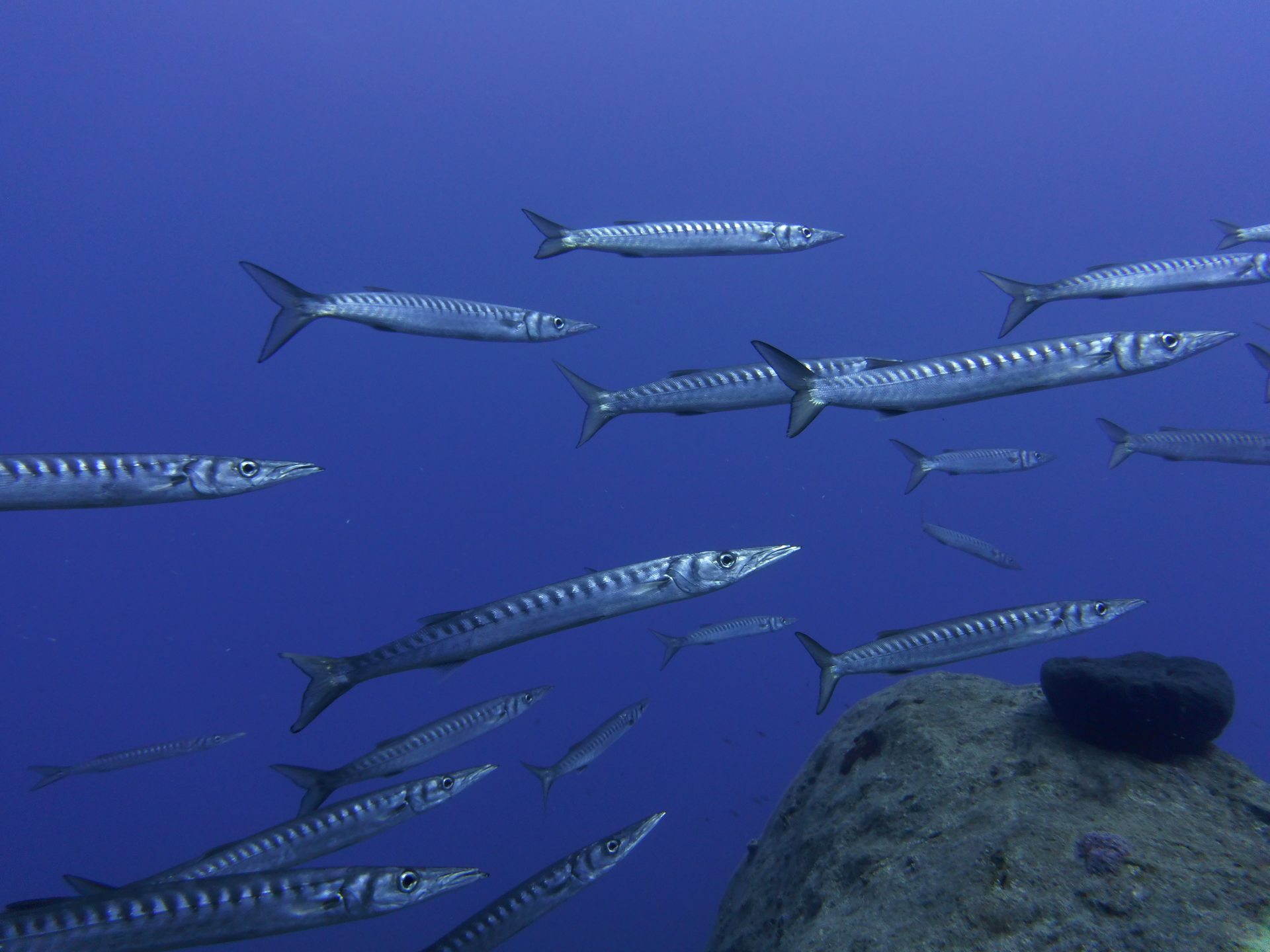 Barracuda reef dive site | PADI