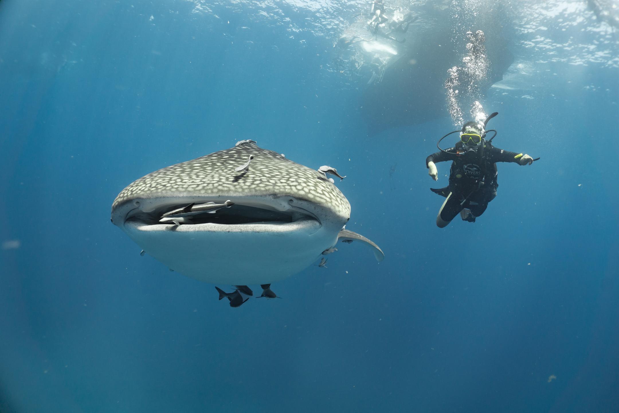 Chumphon Pinnacle dive site | PADI