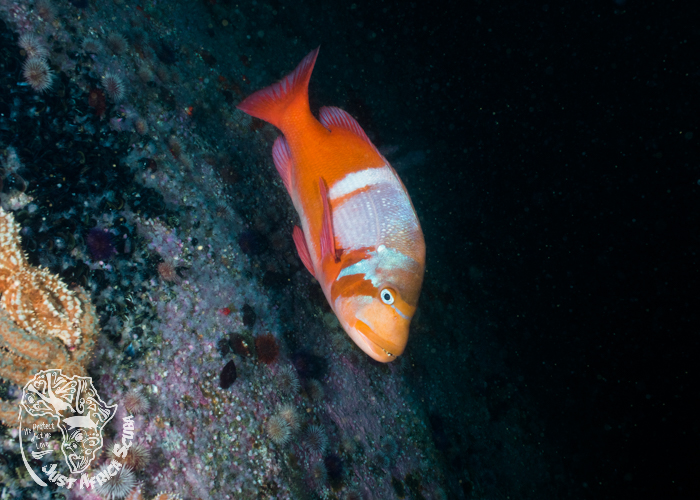 Roman Rock的潛點 | PADI