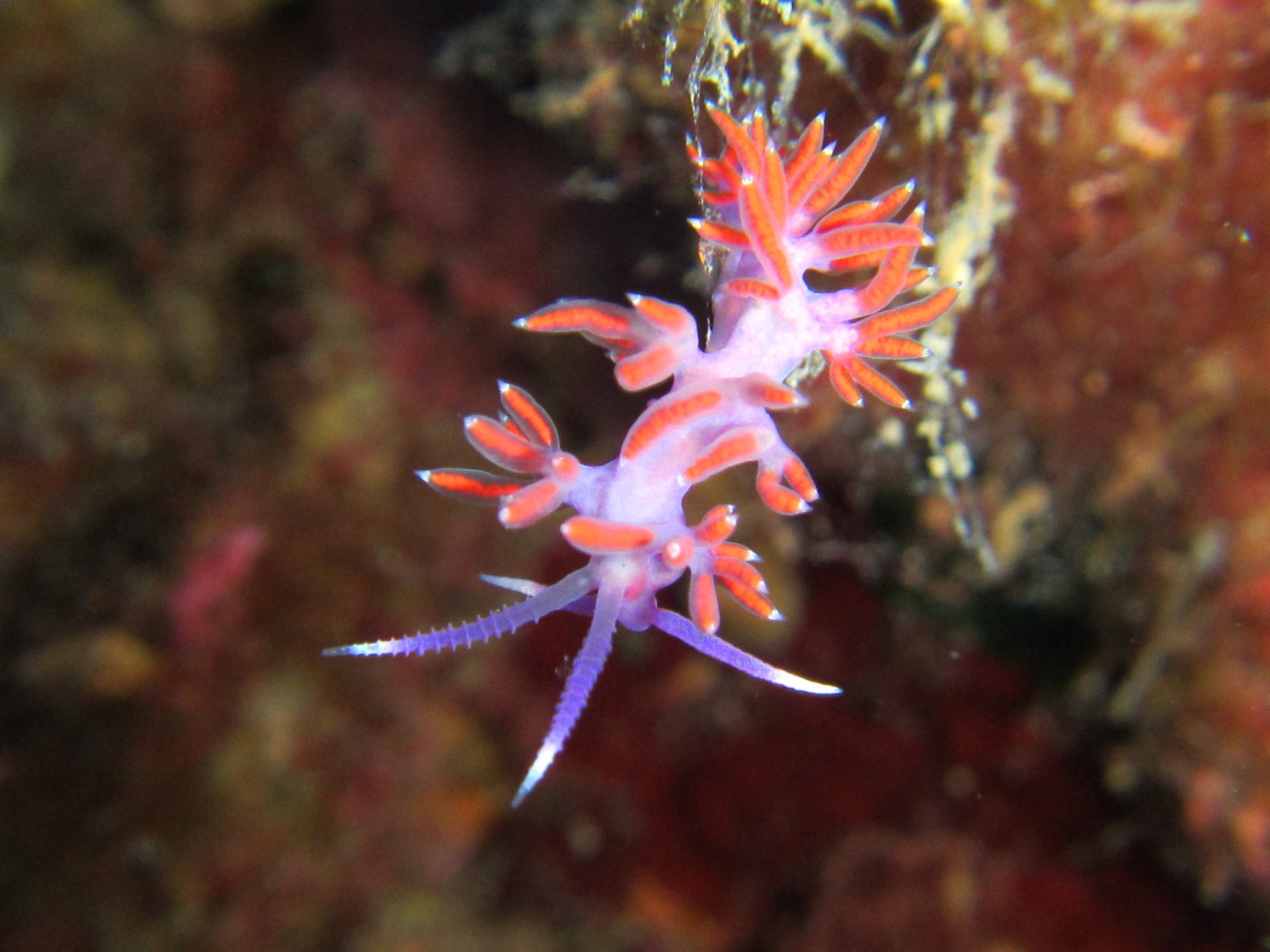 Medallion Reef dive site | PADI