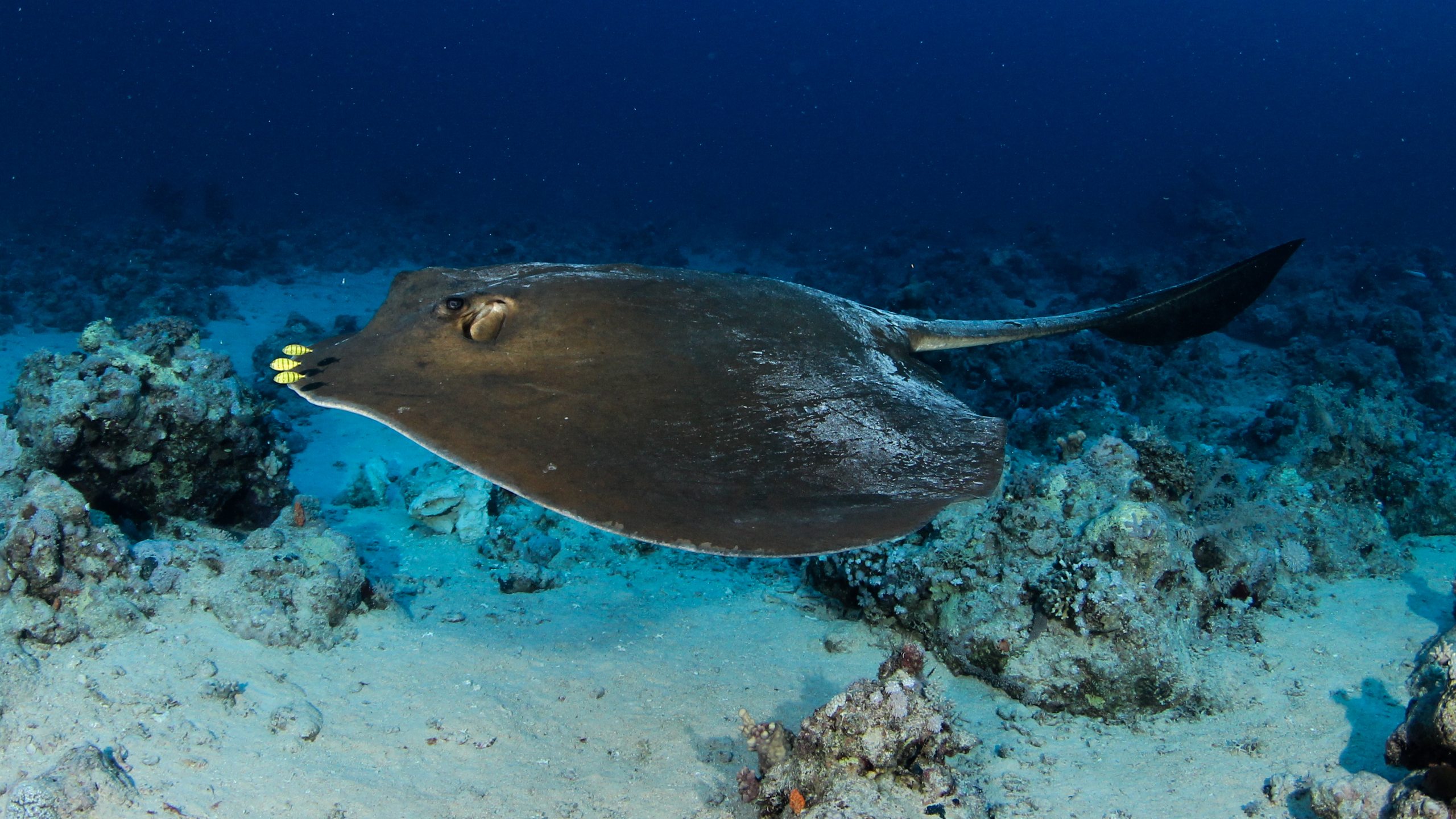 SS Dunraven Wreck dive site | PADI