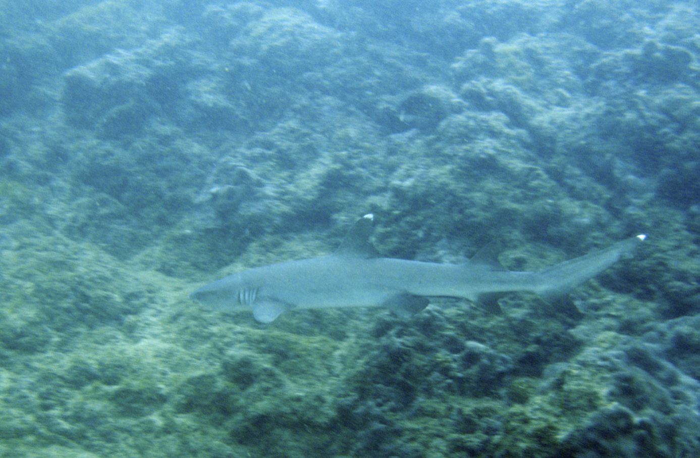 Canyon Reef dive site | PADI
