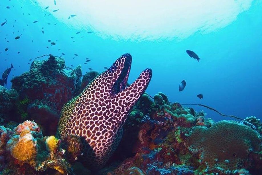 Rubiah Sea Garden dive site | PADI