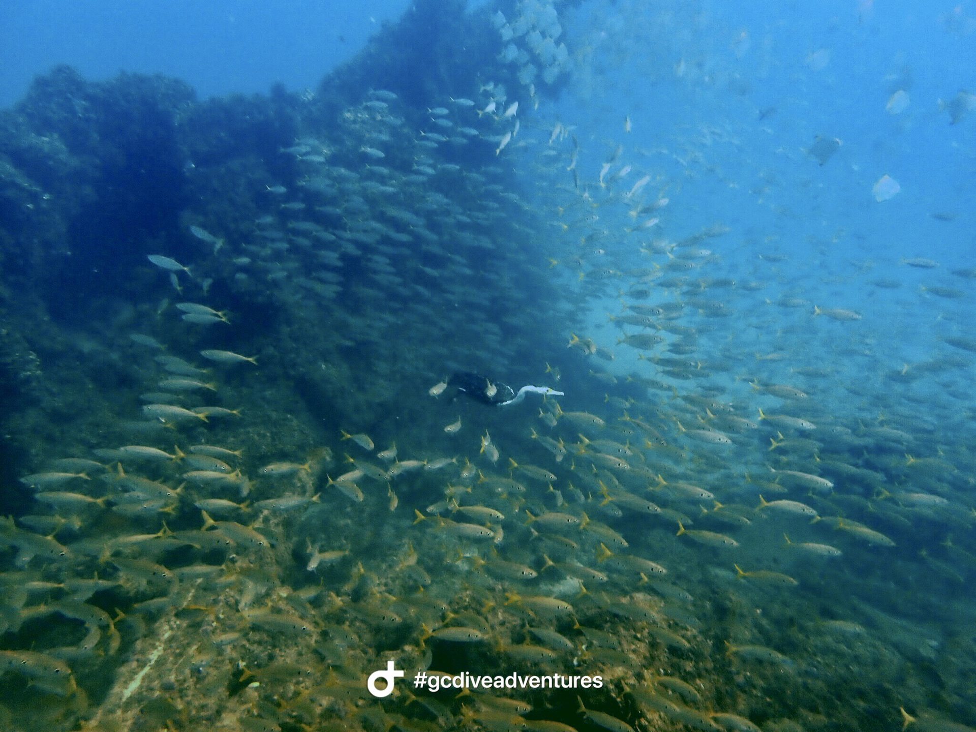 The Scottish Prince Shipwreck dive site | PADI