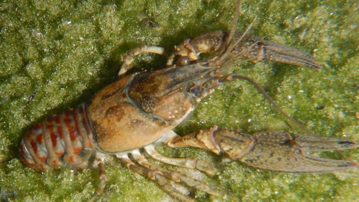 Piattaforme SBL dive site | PADI