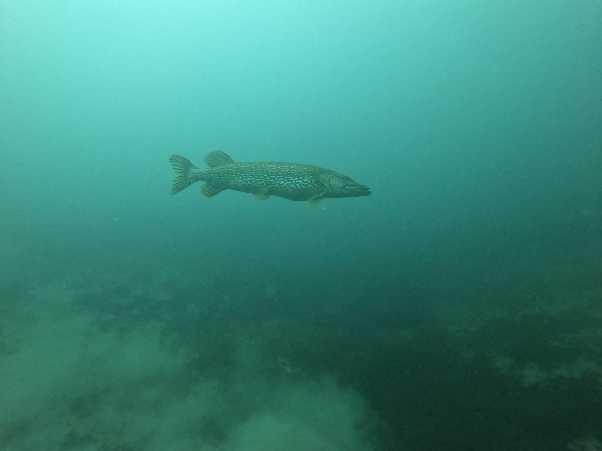 Robinson dive site | PADI