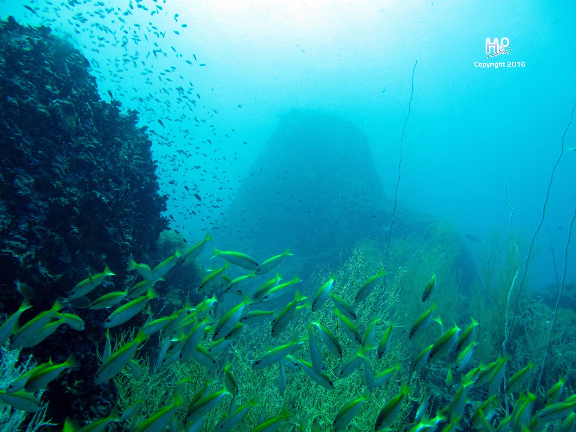 Southwest Pinnacle dive site | PADI