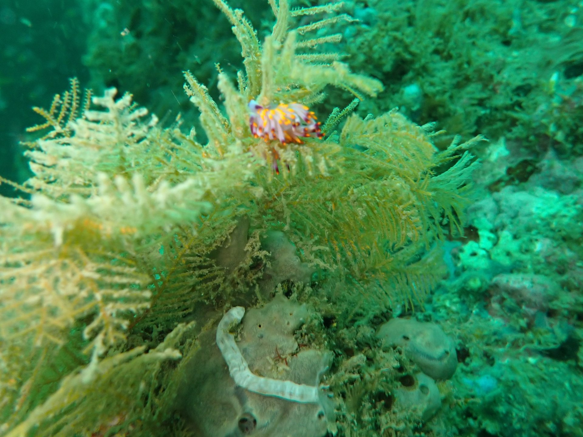 U-Turn dive site | PADI