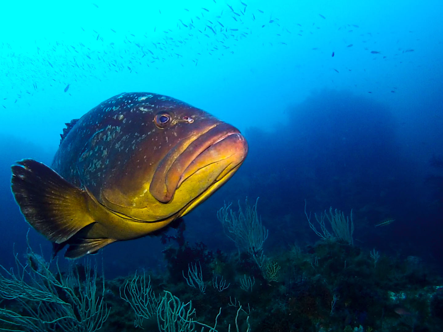 Tauchplatz Tombant de la Gabinière | PADI