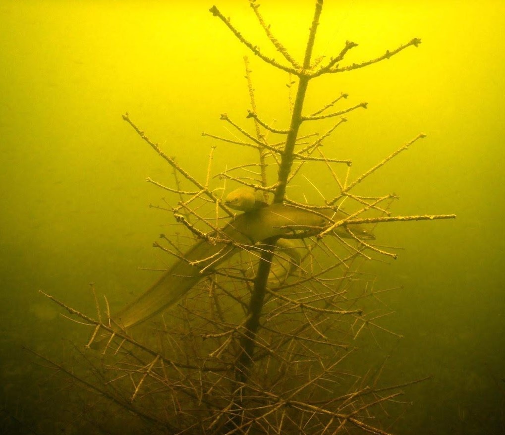 Tauchplatz Speicherbecken Geeste | PADI
