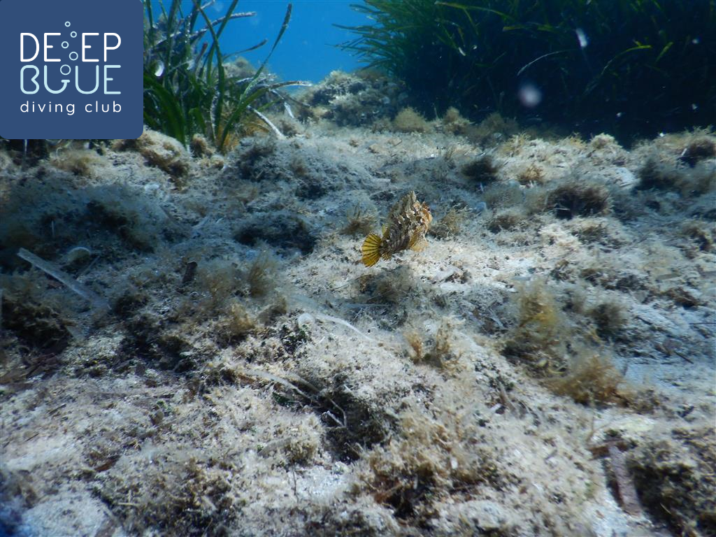 Bali dive site | PADI