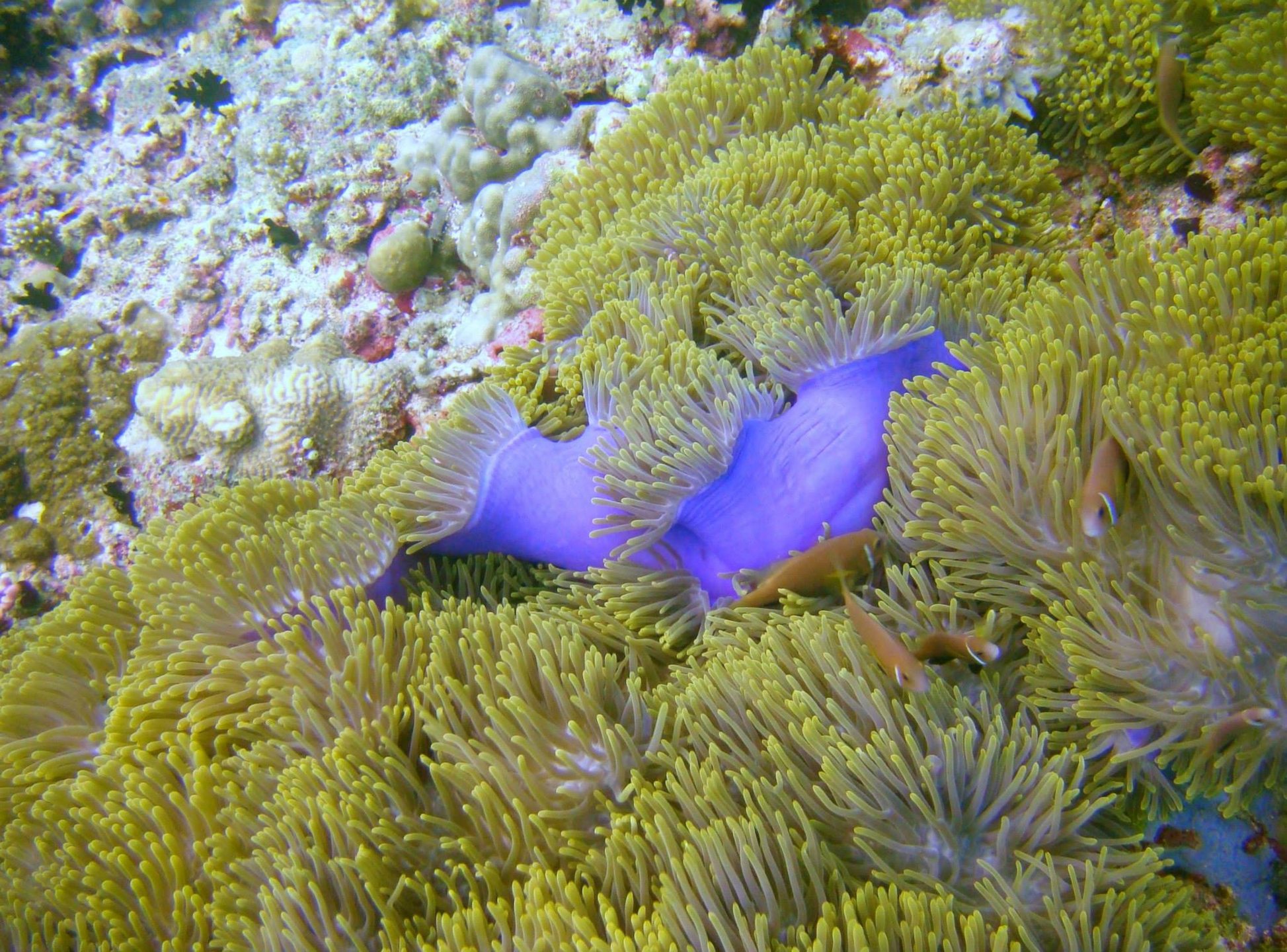 Bathala Thila dive site | PADI