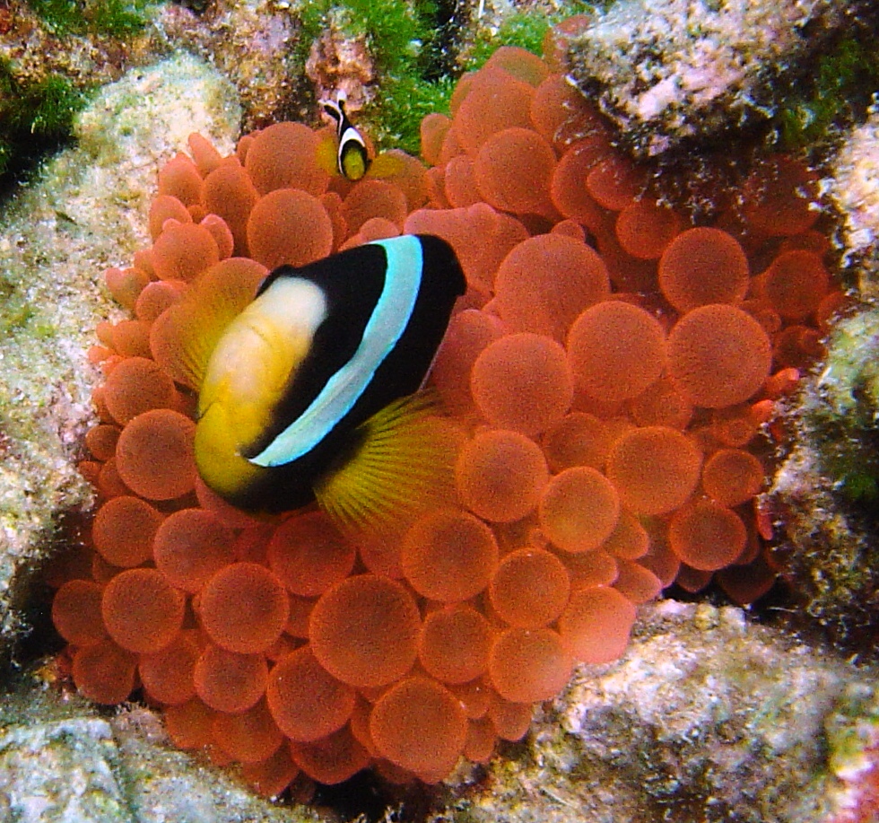 MIYARU KANDU dive site | PADI