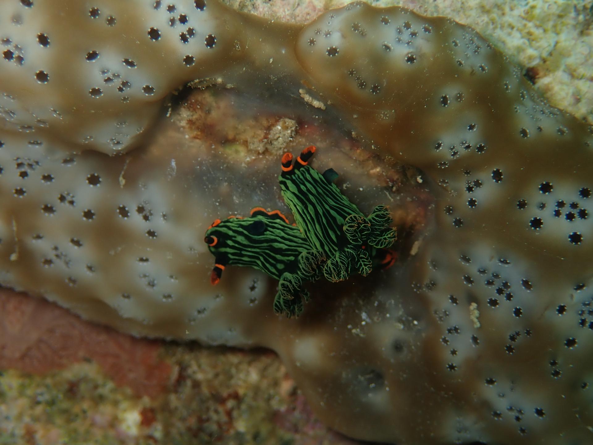 The Sand dive site | PADI