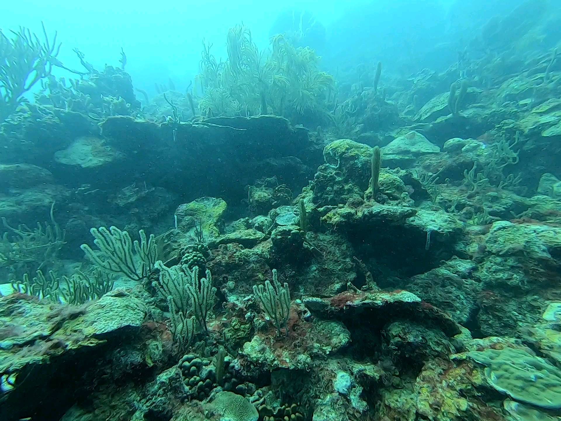Horseshoe Reef dive site | PADI