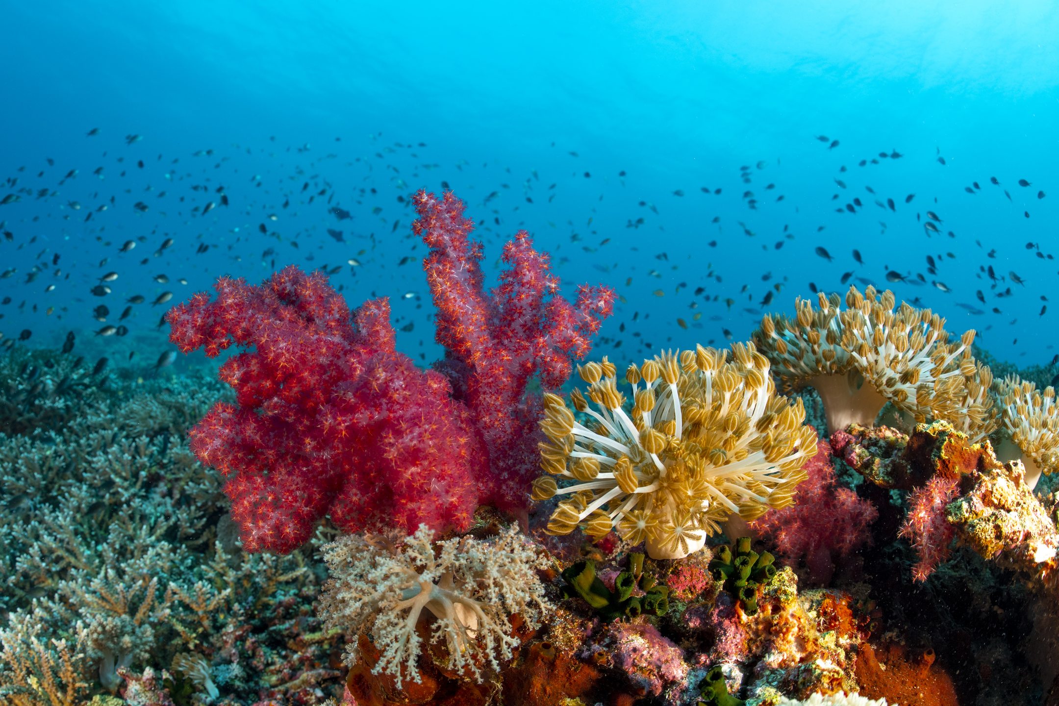 Hilary's Reef dive site | PADI