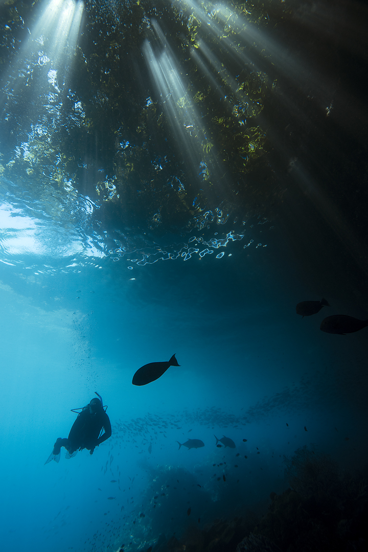 Deacon's Reef dive site | PADI