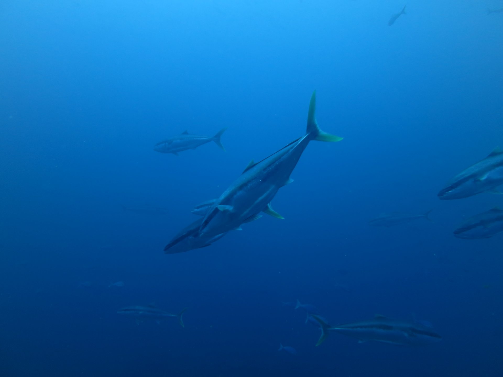 Hapuka Rock (Hereheretaura Pinnacle) dive site | PADI