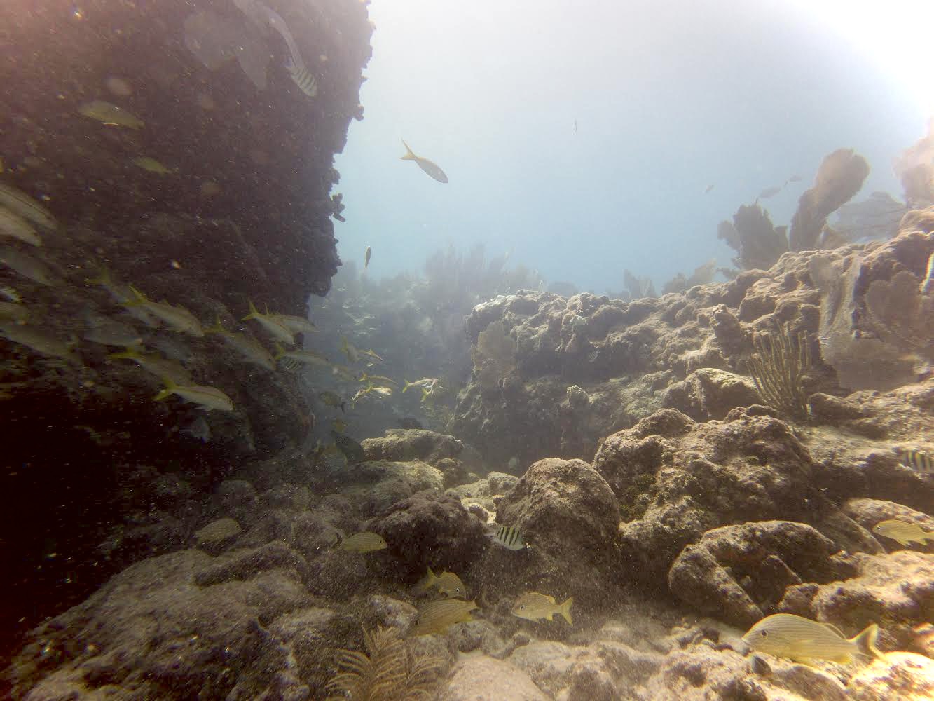 Eastern Dry Rocks dive site | PADI