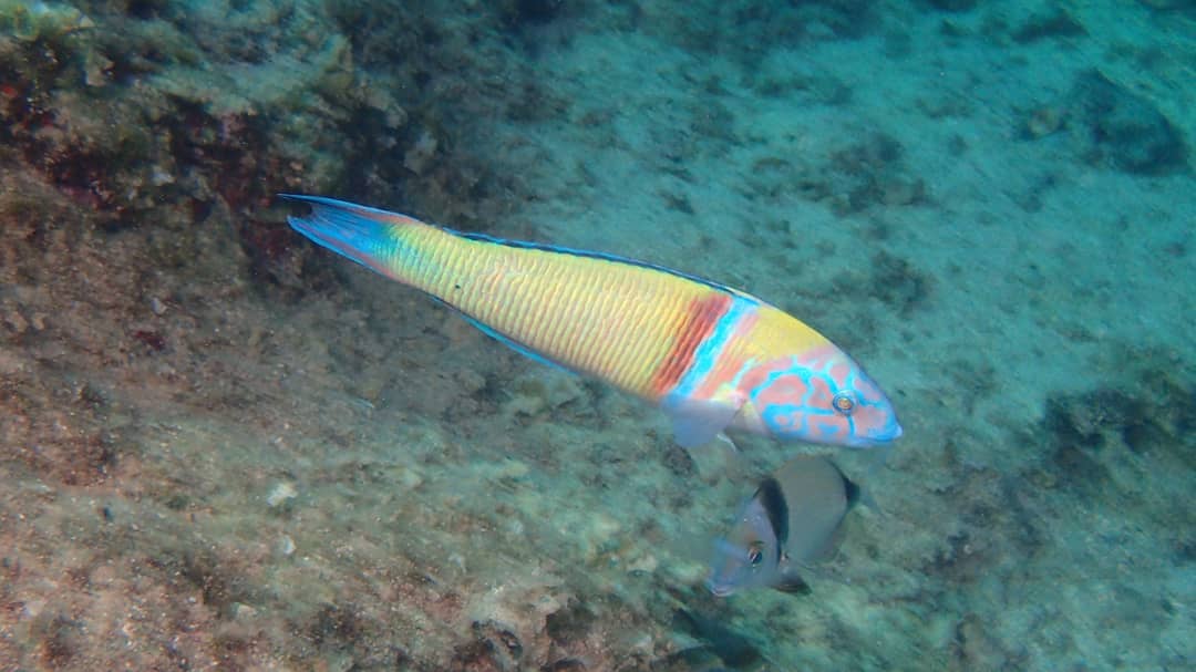 Harry's Place dive site | PADI