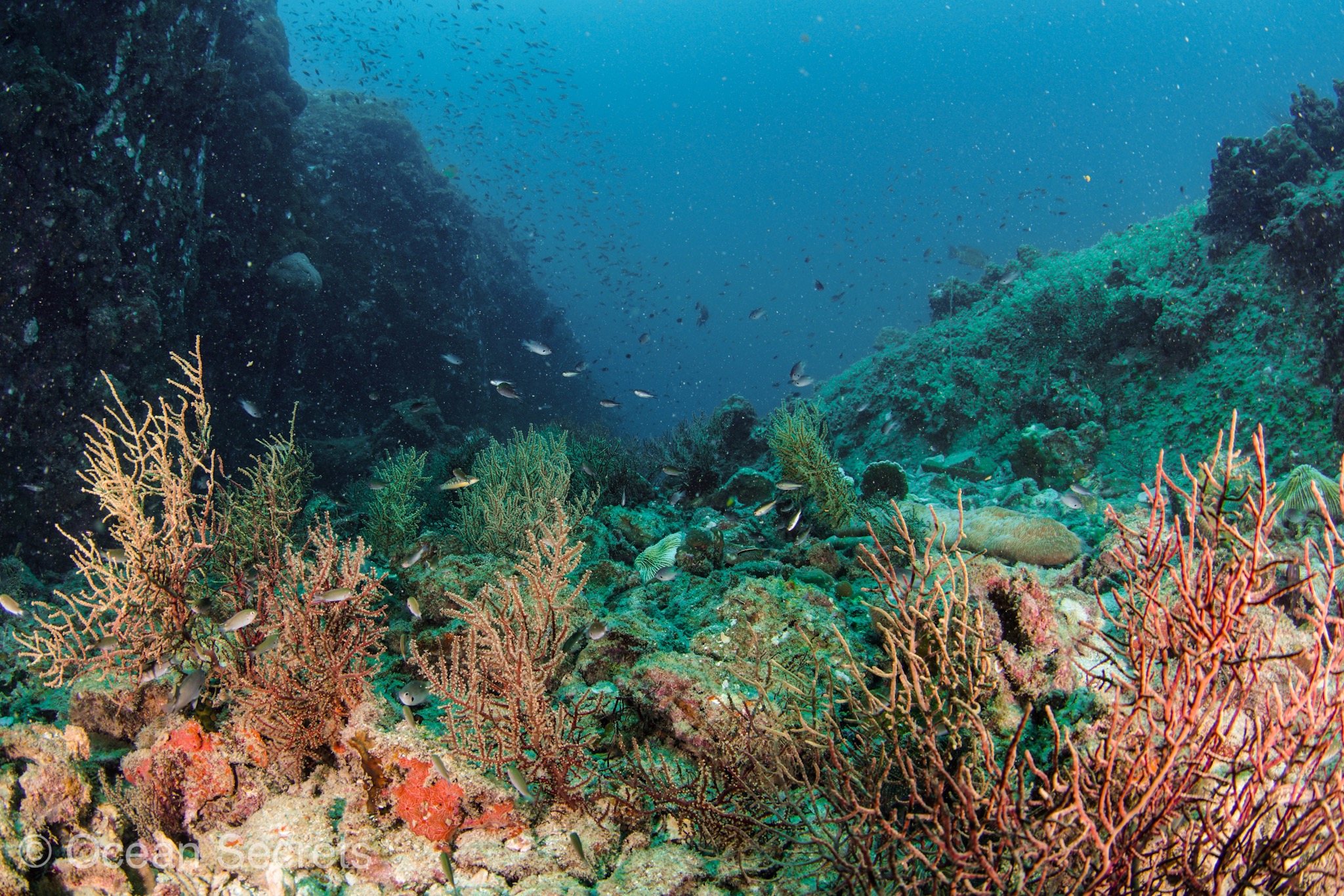 Laem Thien dive site | PADI