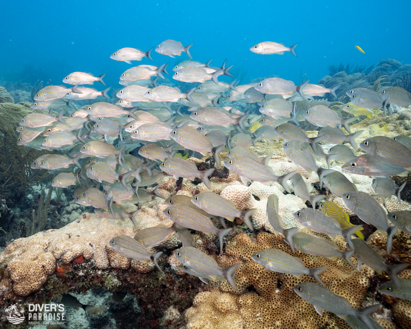 Rainbow Reef dive site | PADI