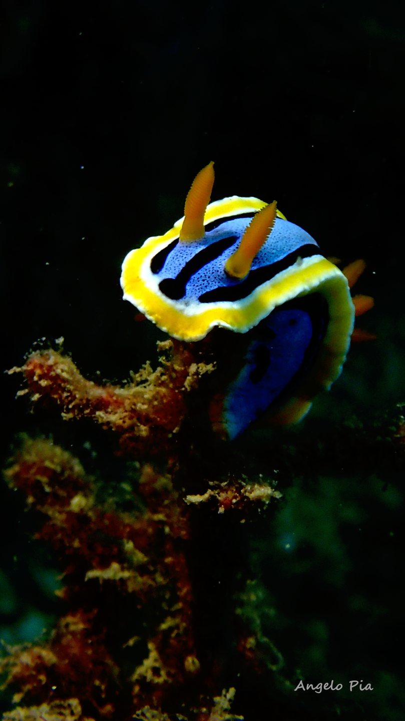 Kalangahan Reef dive site | PADI