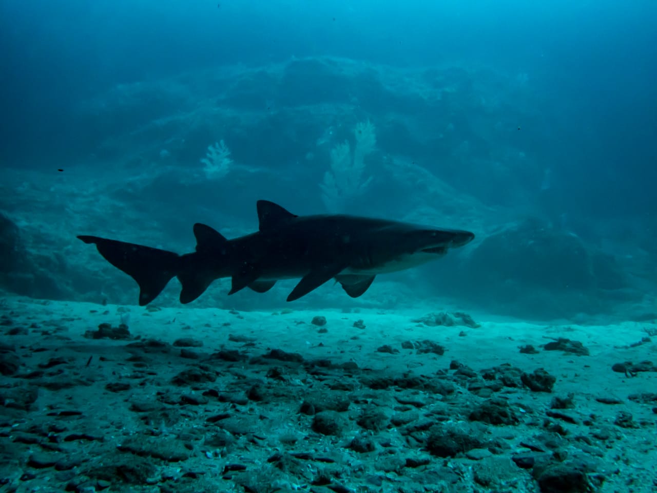 Aliwal Shoal Reef dive site | PADI