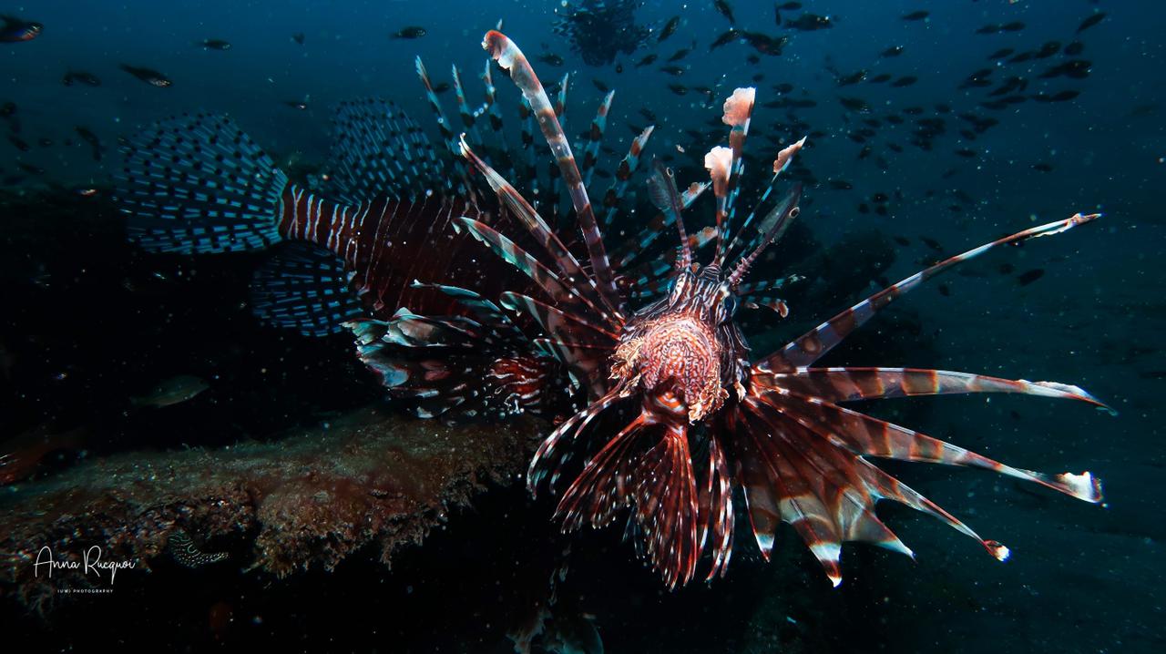 Bunutan dive site | PADI
