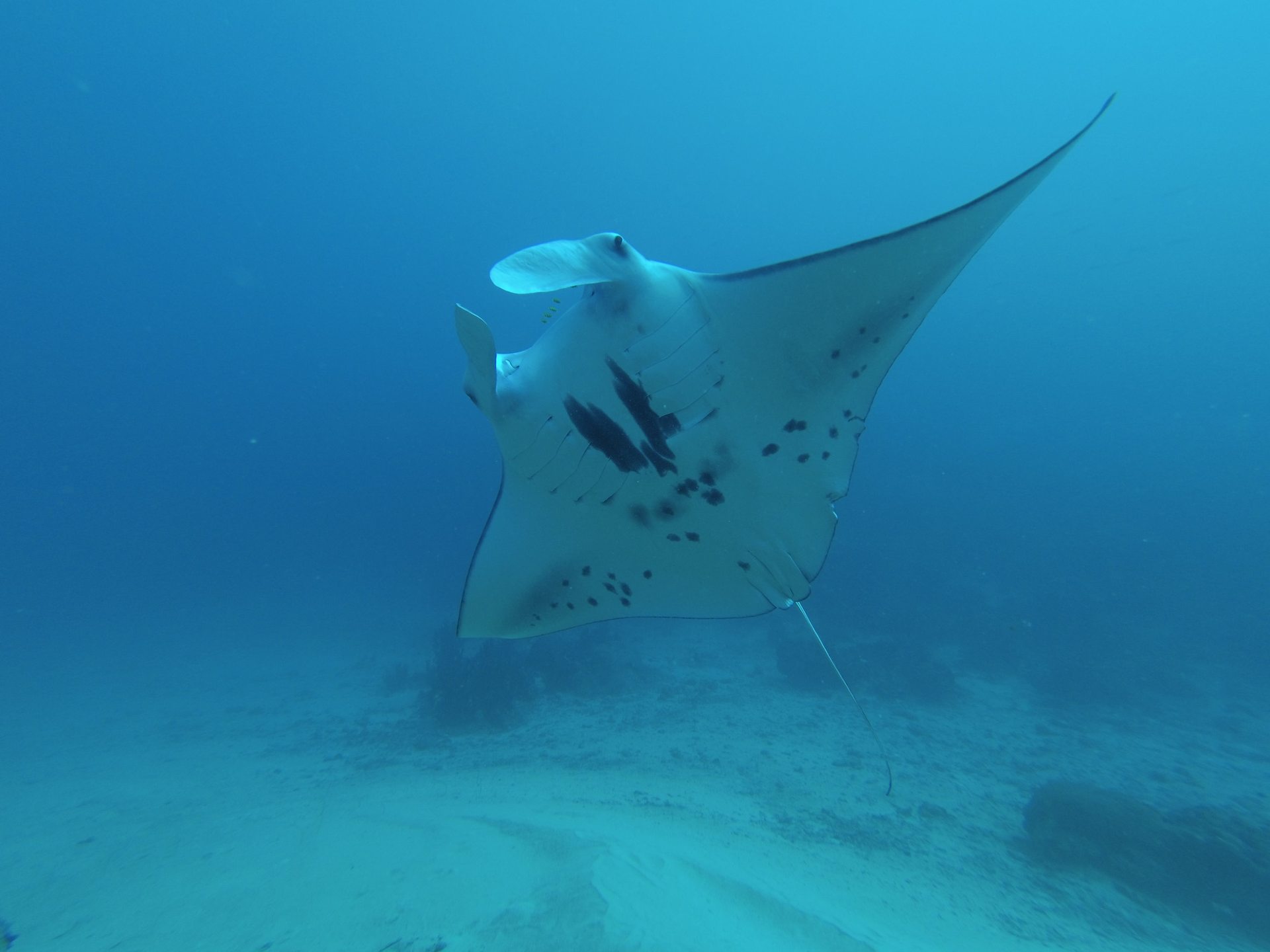Manta Road dive site | PADI