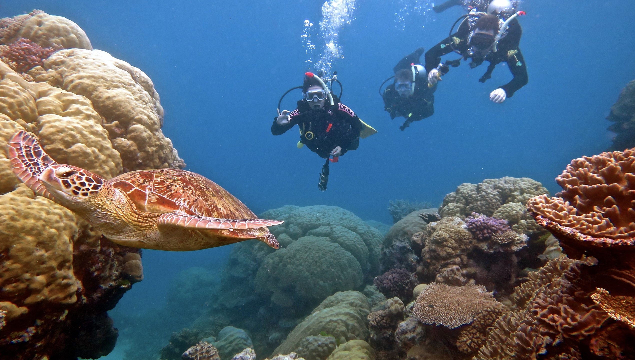 Castle Rock dive site | PADI