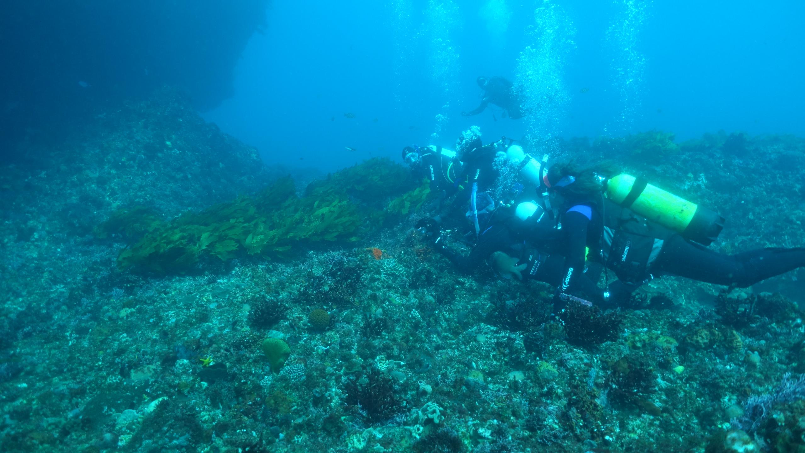 Roe Reef dive site | PADI