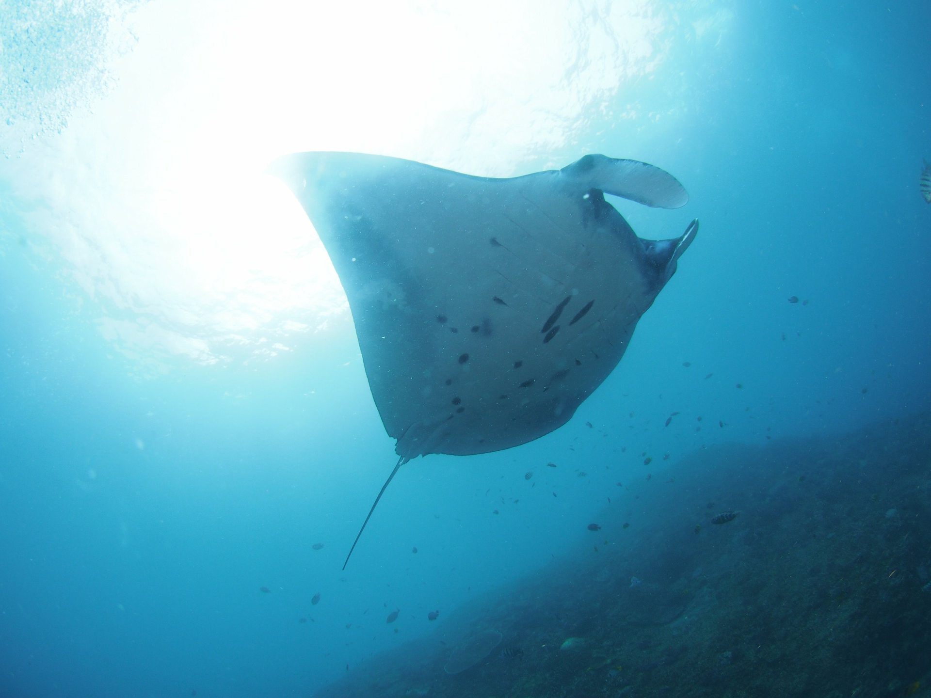 Manta Point dive site | PADI