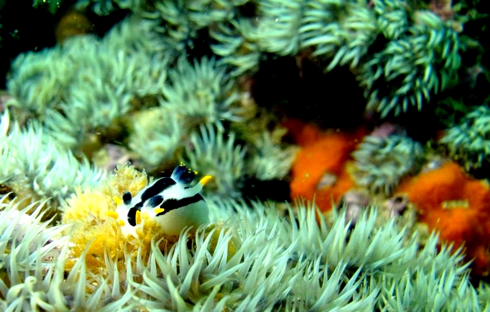 Dolphin's Column dive site | PADI