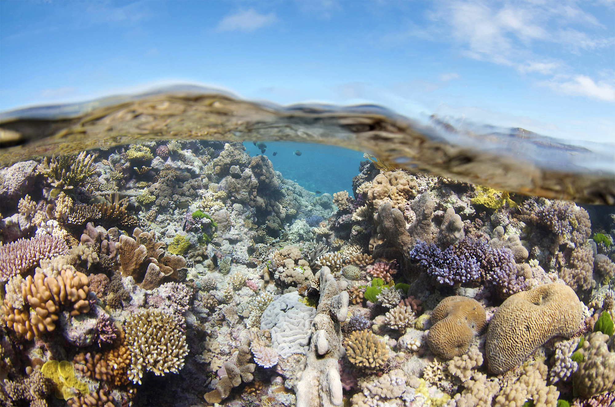Hastings Reef dive site | PADI