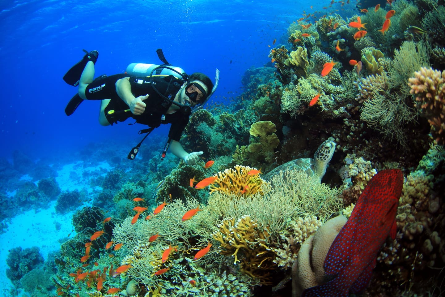 Ras Muhammed National park dive site | PADI