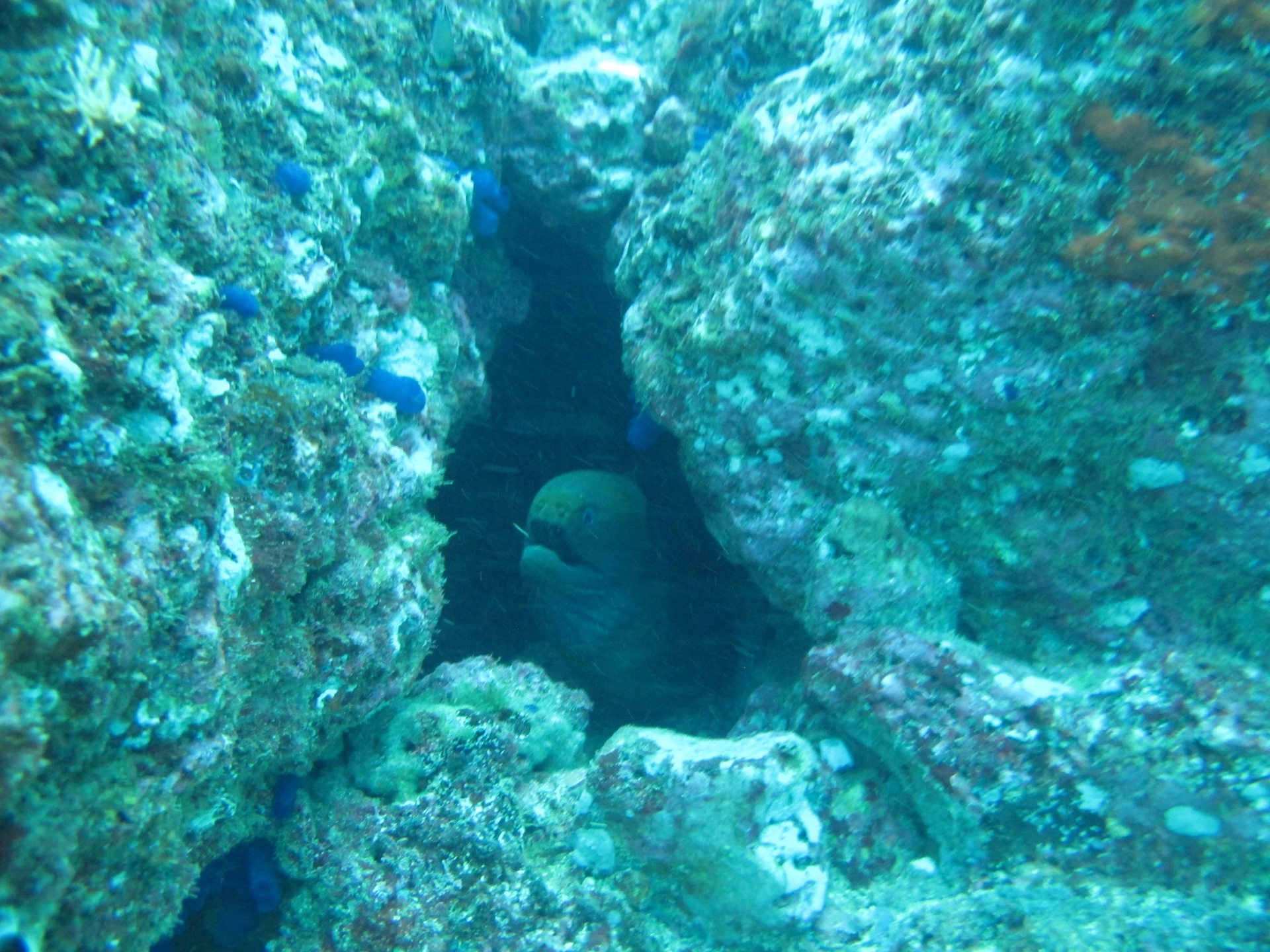 South Point dive site | PADI