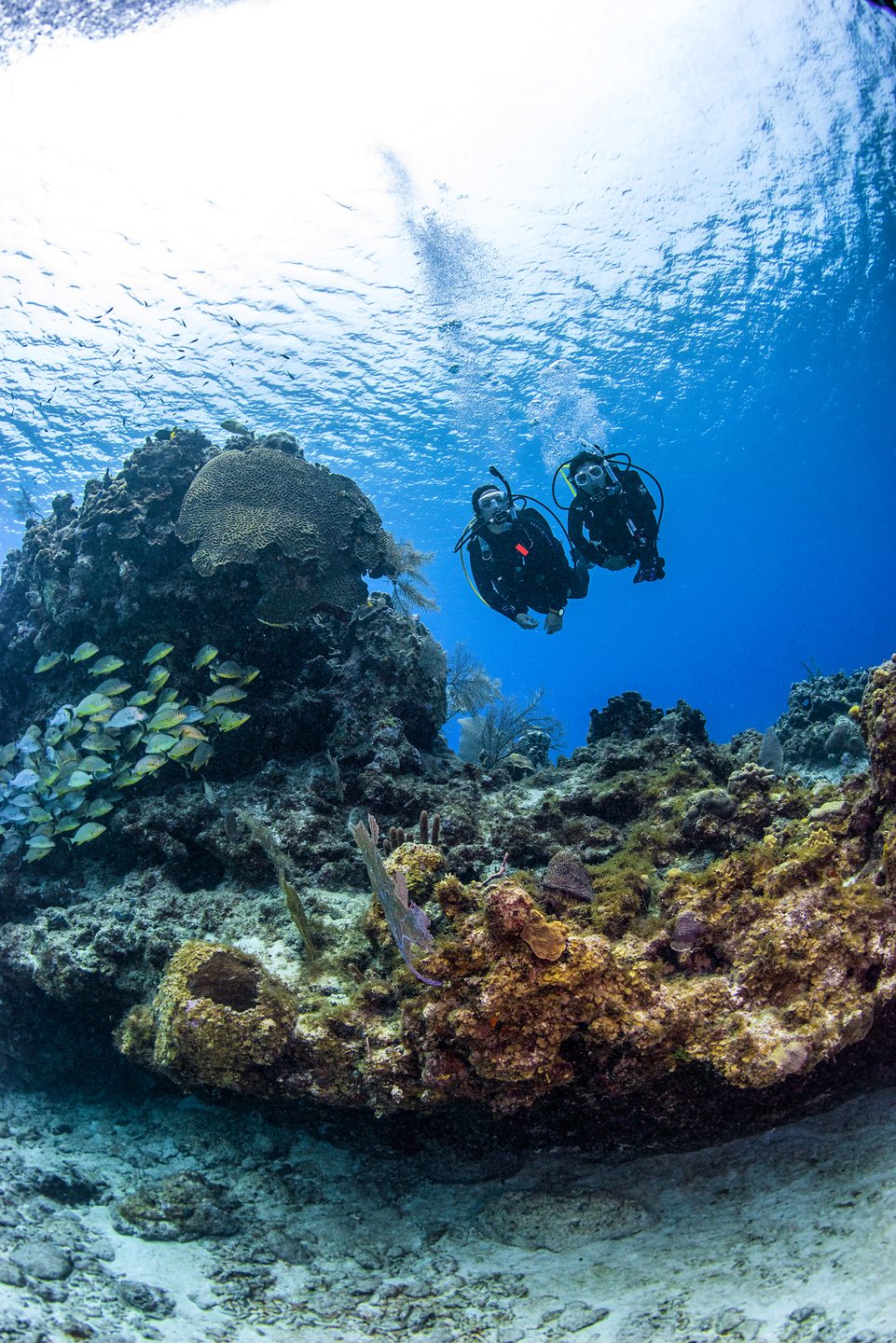Mansud Wall dive site | PADI