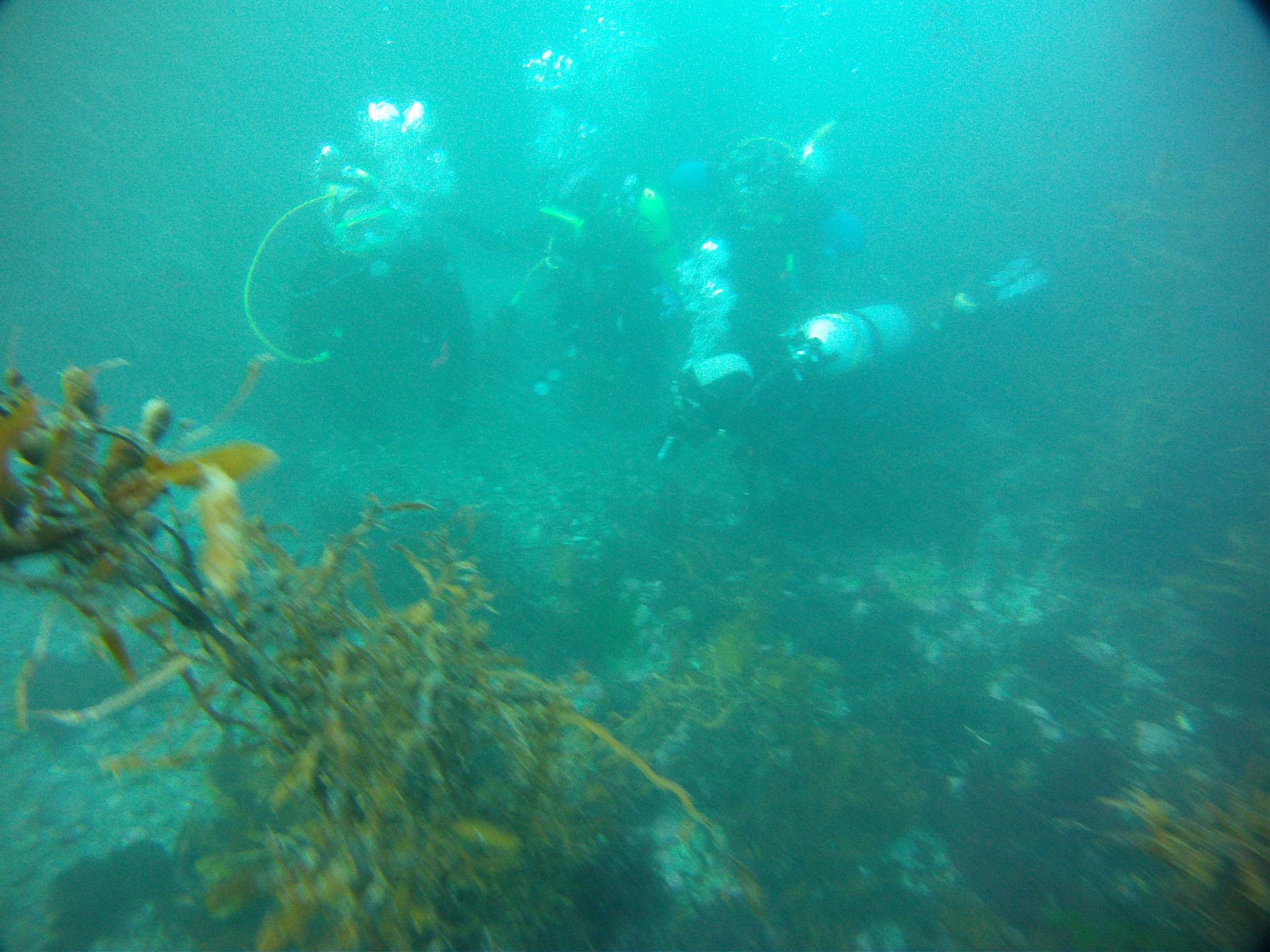 Island Bay dive site | PADI