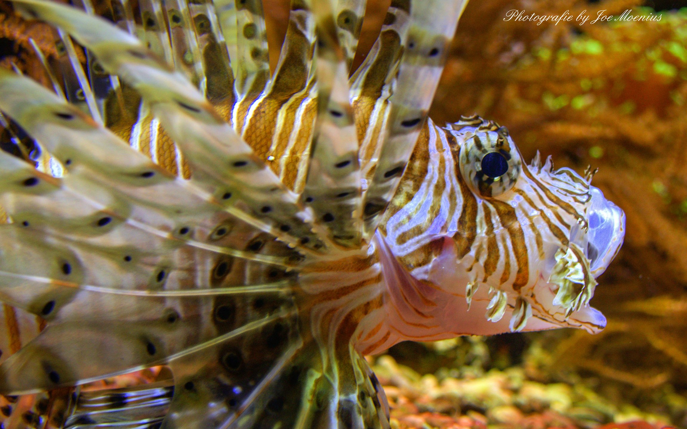 Spiral Drop dive site | PADI