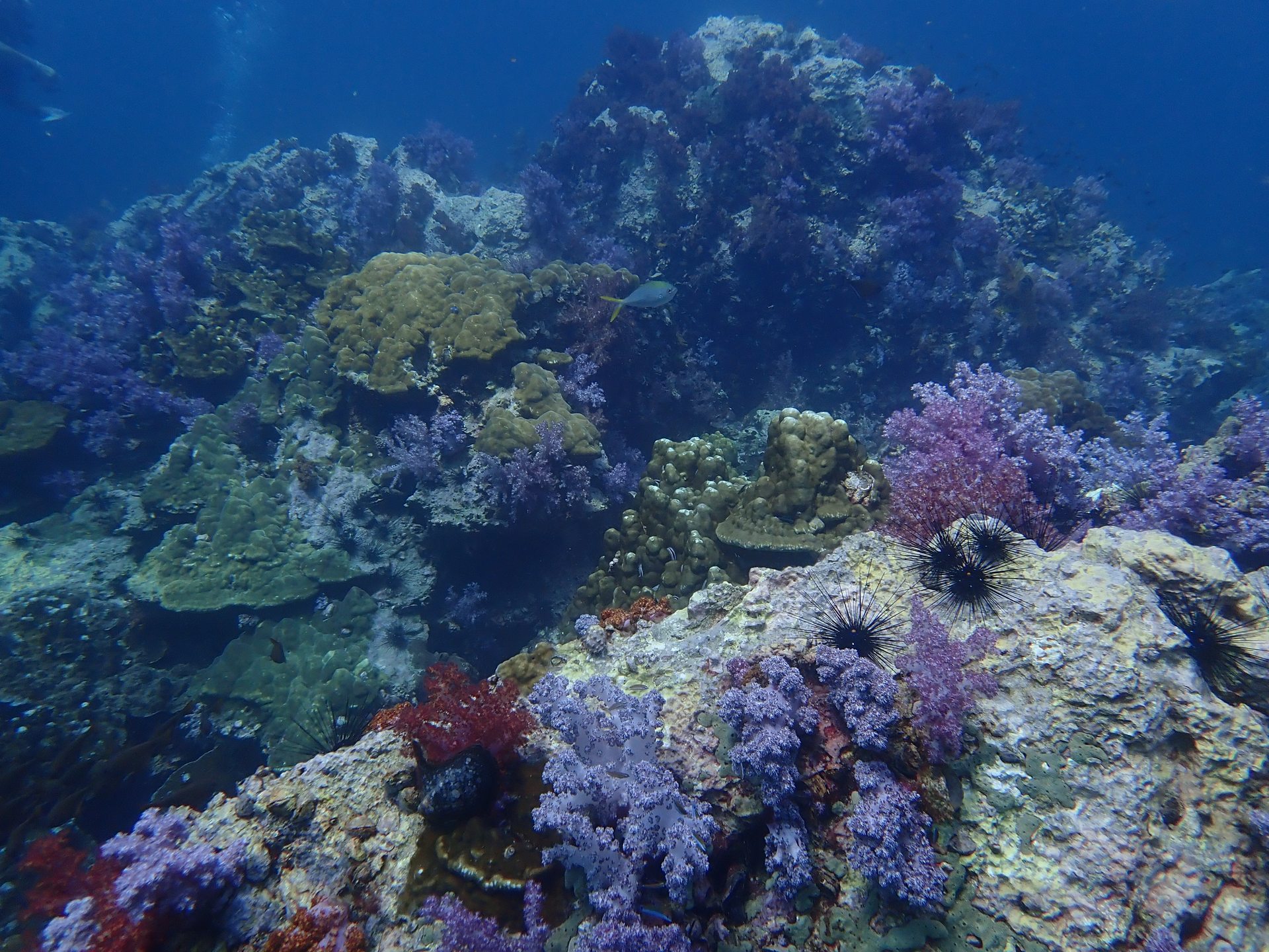 Shark Point dive site | PADI