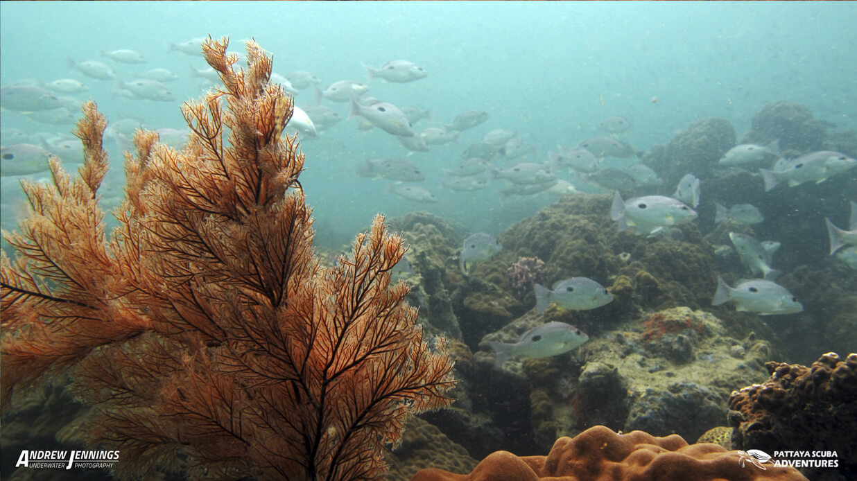 Koh Manwichai - Finger Reef dive site | PADI