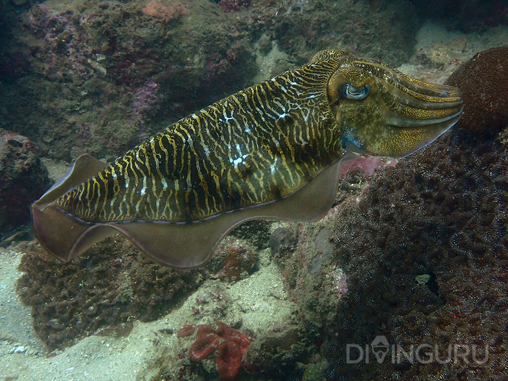 Sithanane Pare dive site | PADI