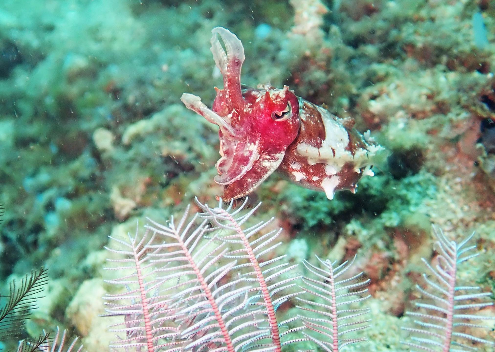 Deep Corner dive site | PADI