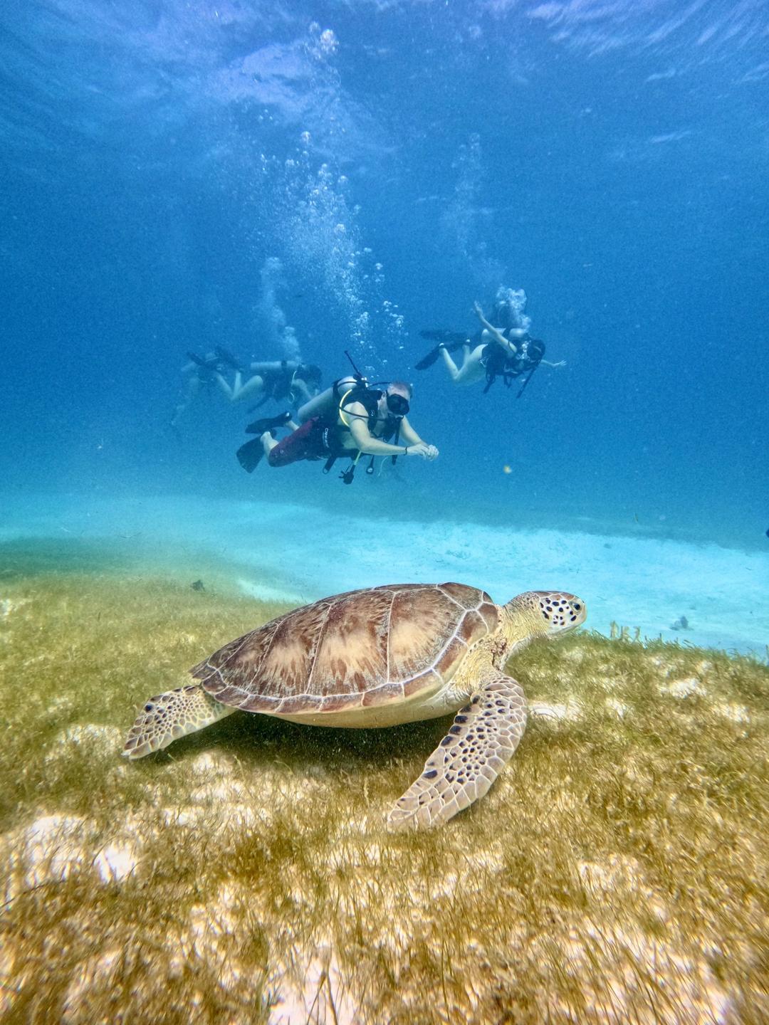 Ojo de Agua dive site | PADI