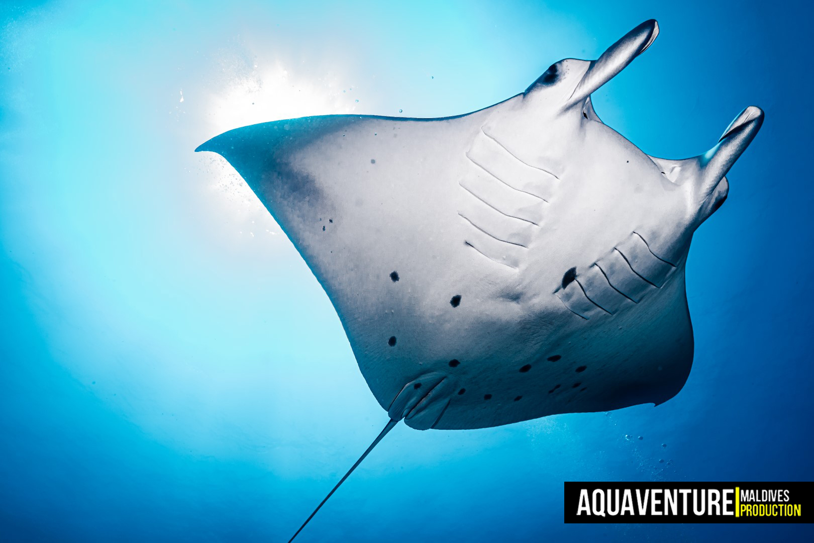 Addu Manta Point dive site | PADI