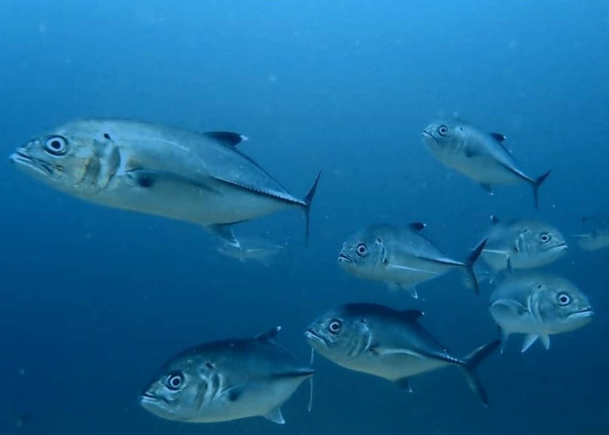 Dakak House Reef dive site | PADI