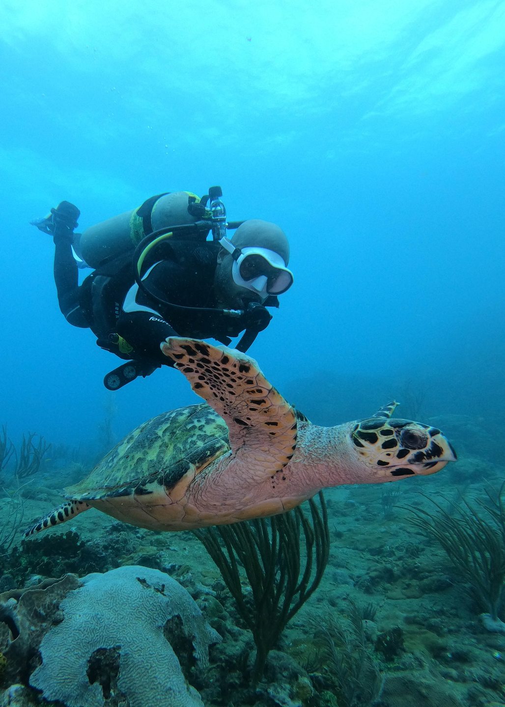 Mount Irvine Wall dive site | PADI