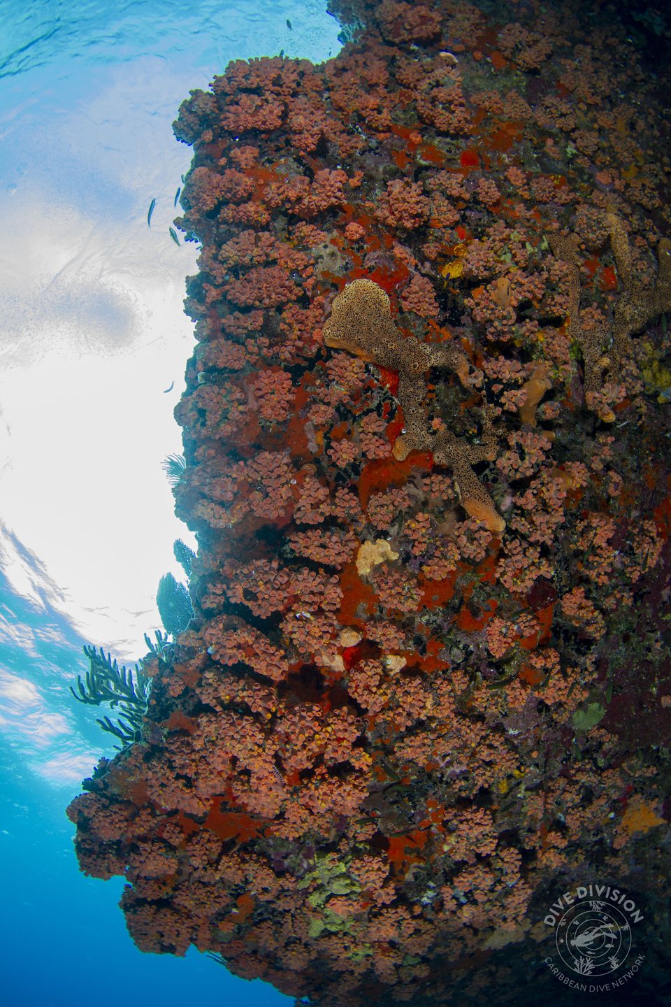 Blue Bay The Wall dive site | PADI