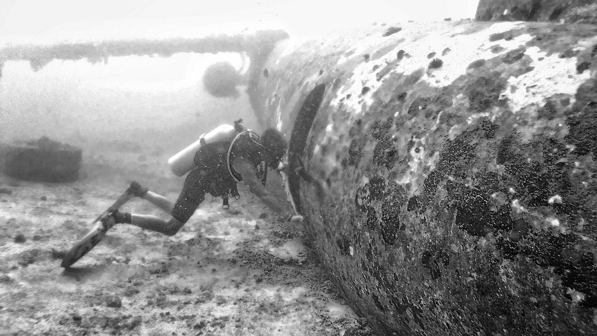 Tribird dive site | PADI